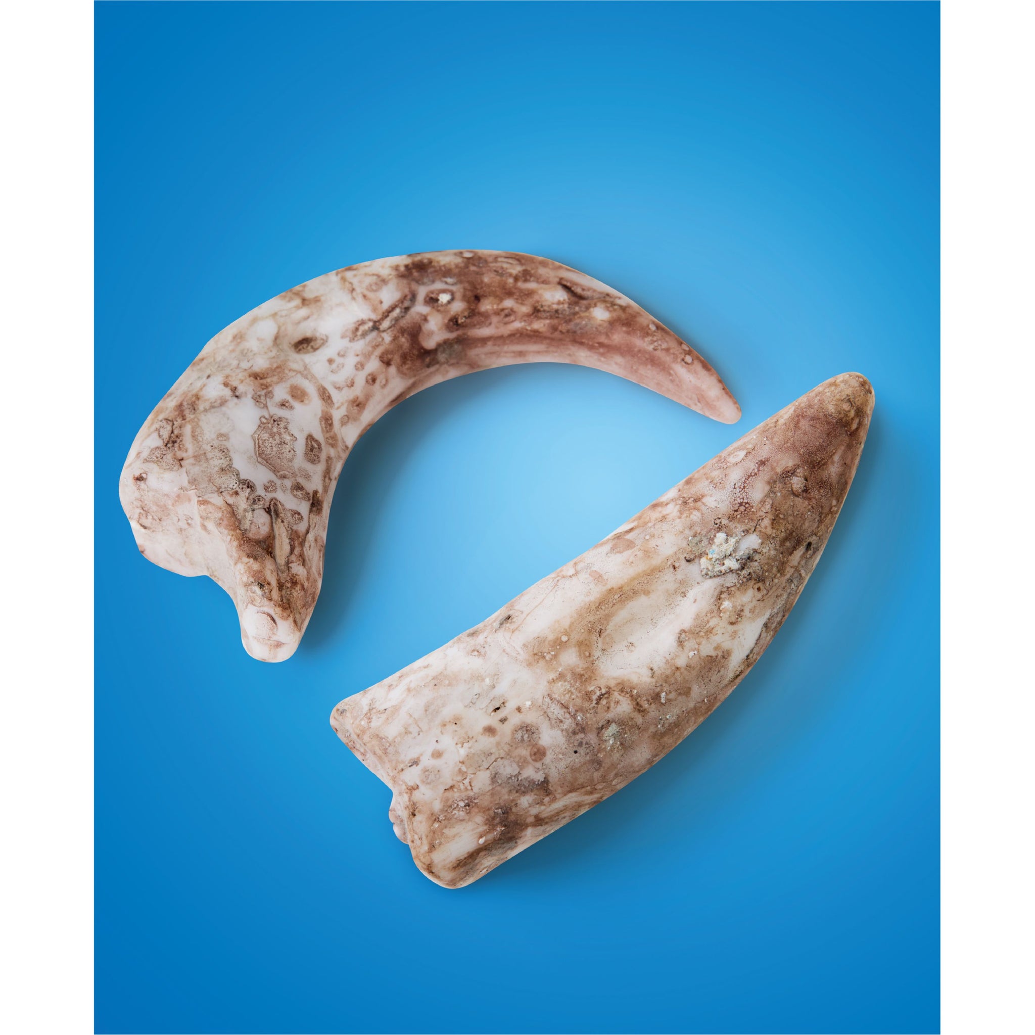 Discovery Mindblown Dino Fossils Unearthed Excavation Kit – Toyworld ...